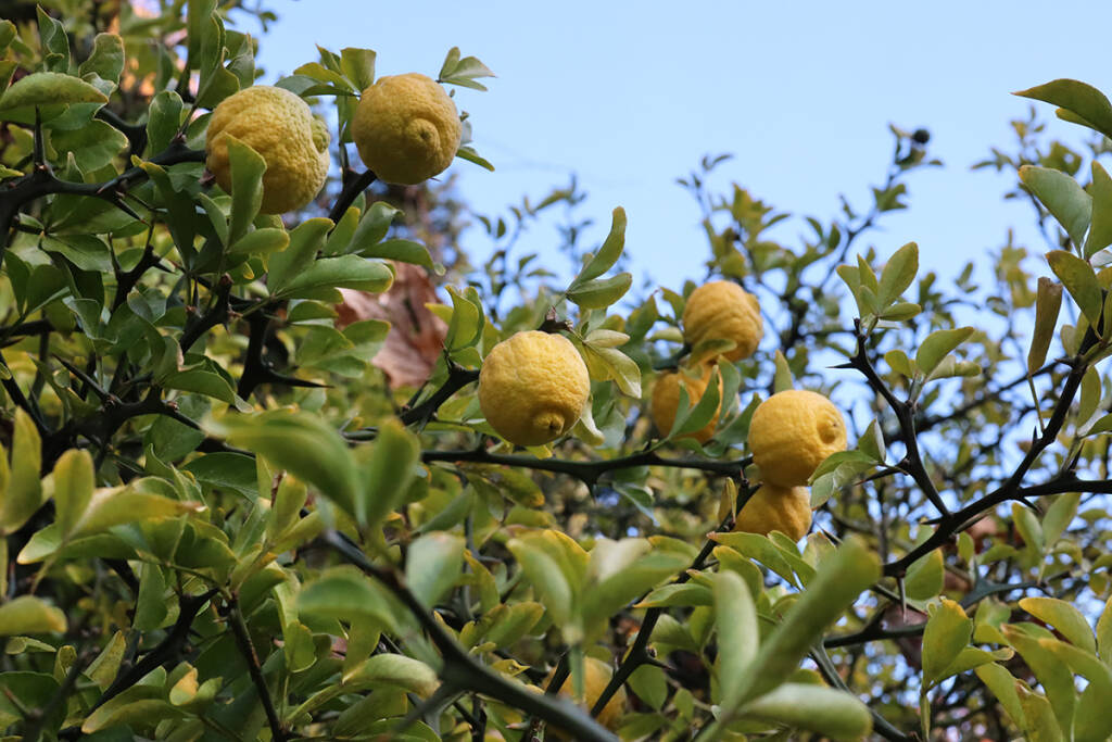 Hardy Orange: A Good Citrus to Grow in Cold Cimates