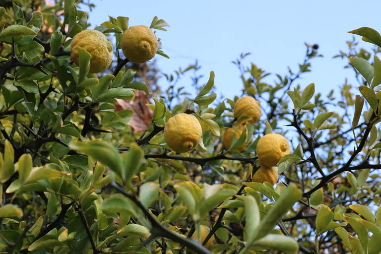 Hardy Orange: A Good Citrus to Grow in Cold Cimates