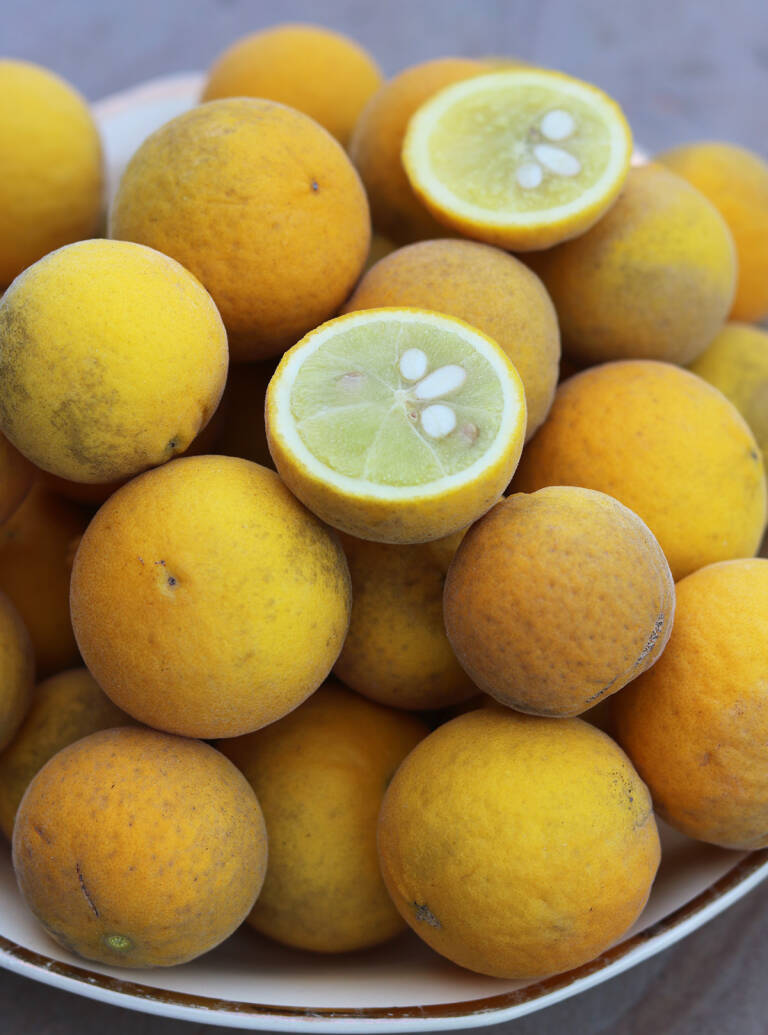 Hardy Orange: A Good Citrus to Grow in Cold Cimates