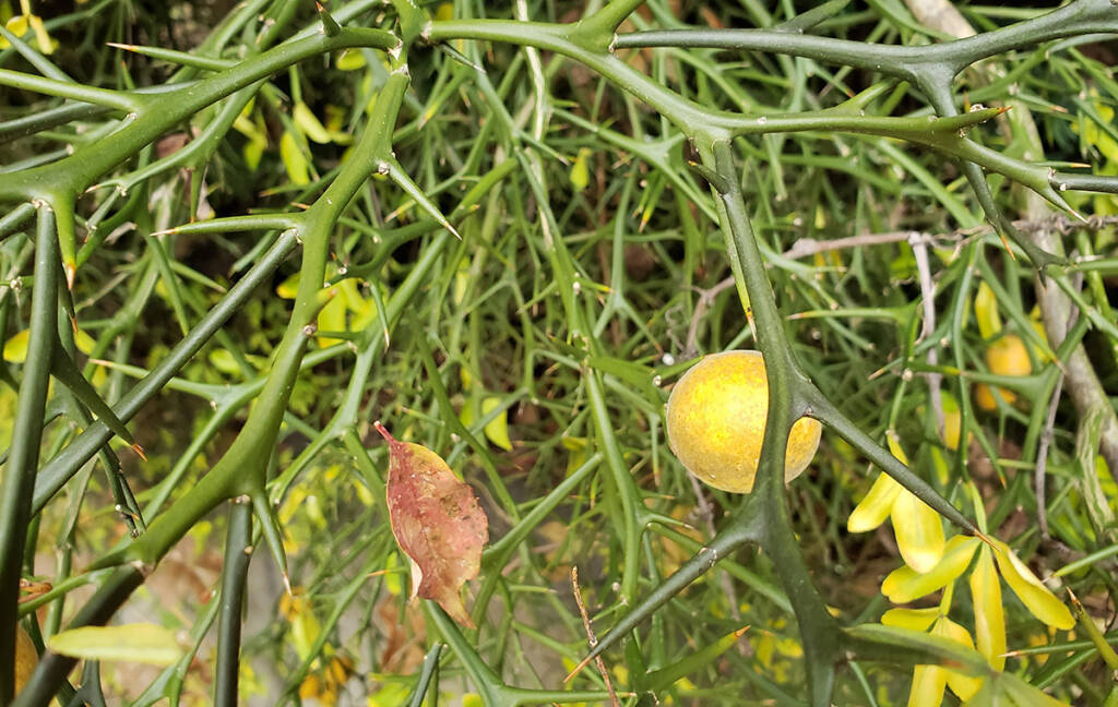 Hardy Orange: A Good Citrus to Grow in Cold Cimates