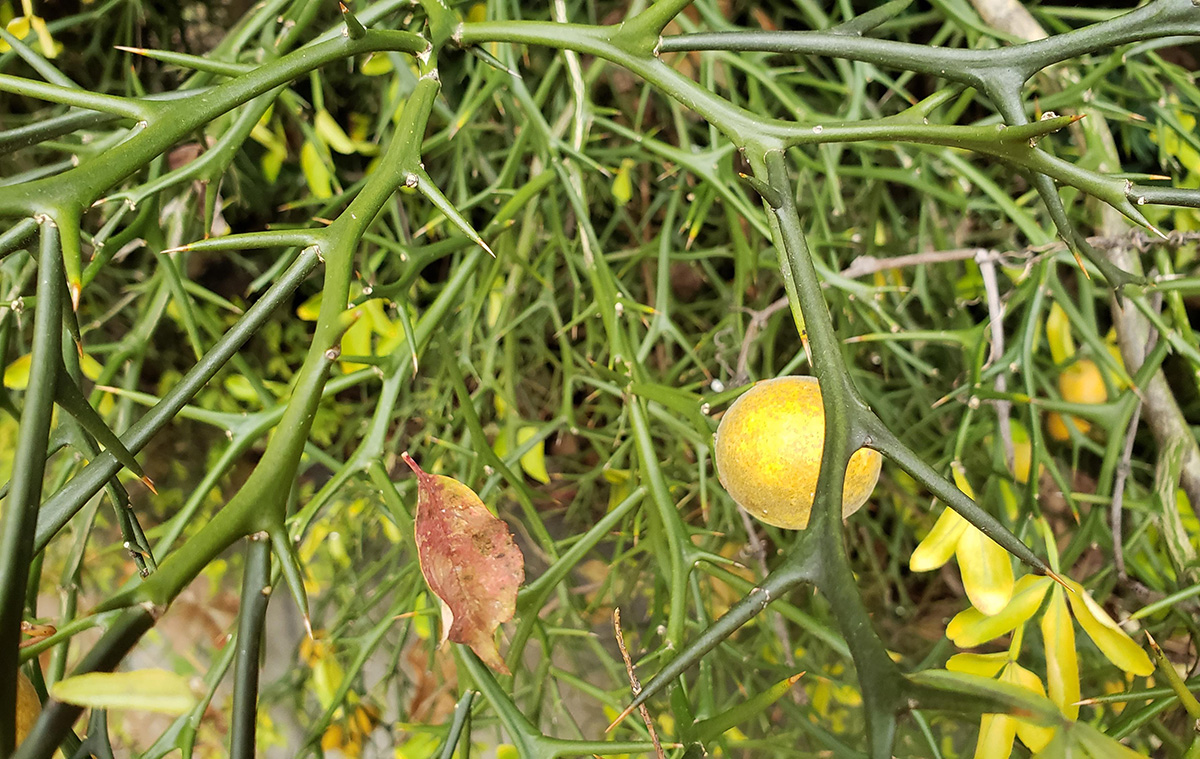 Hardy Orange: A Good Citrus to Grow in Cold Cimates