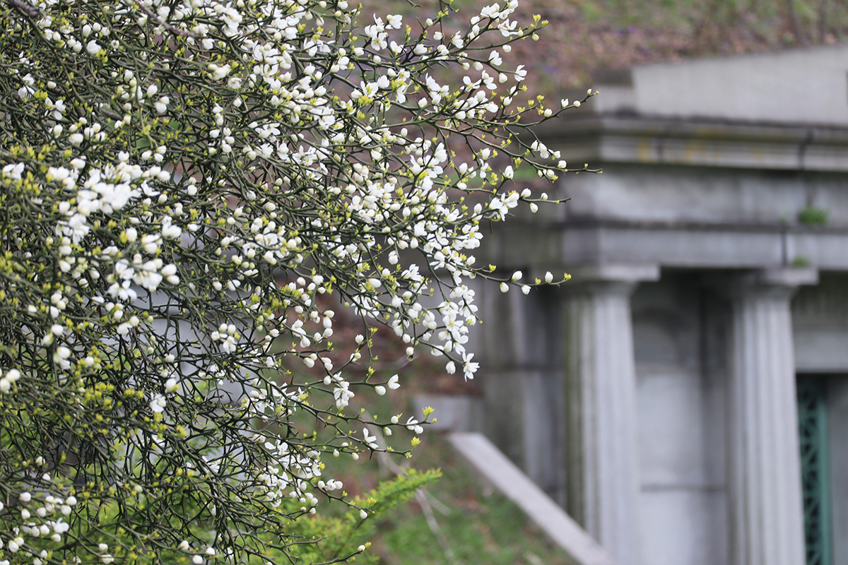 Hardy Orange: A Good Citrus to Grow in Cold Cimates