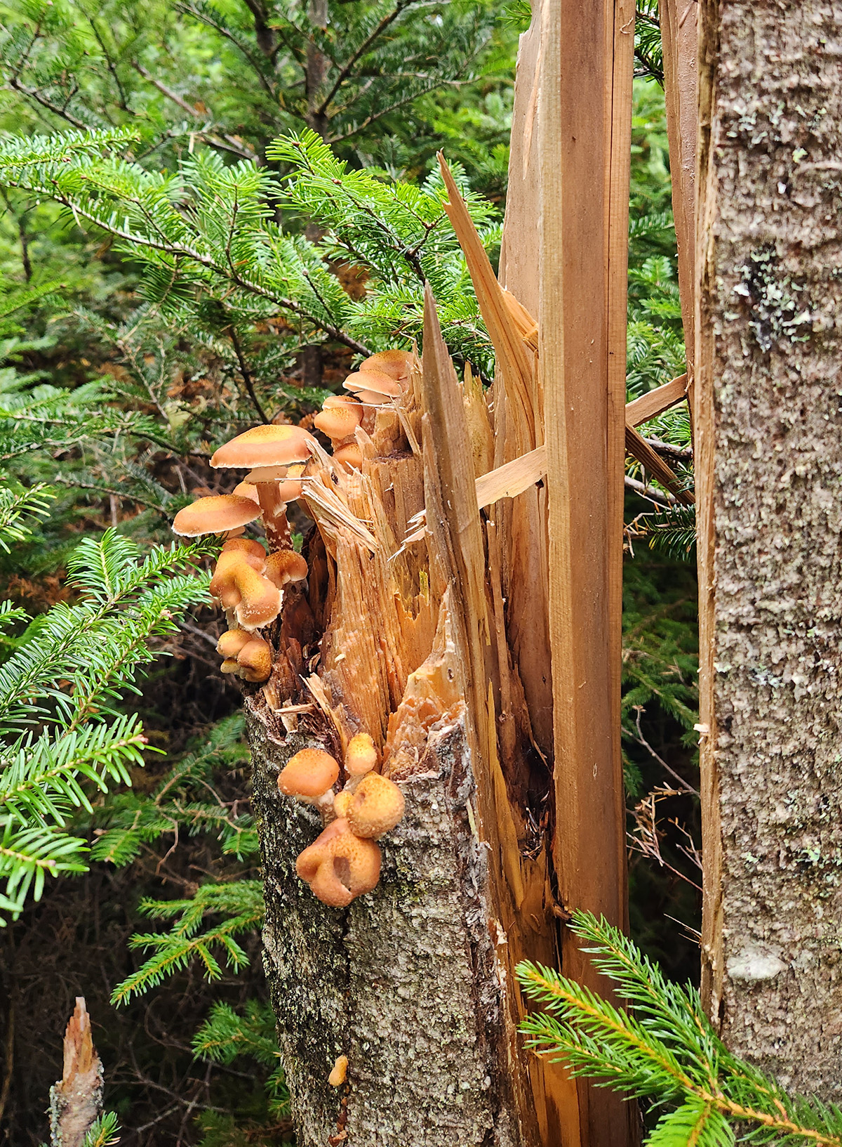 Honey Mushrooms: Armillaria Kill Trees but Are Delicious to Eat
