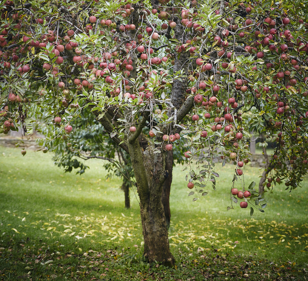 Fall Fertilizing: How to Fertilize Lawn, Shrubs, Trees, and Perennials