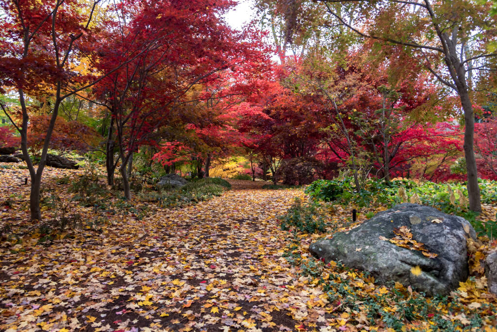 How to Leave the Leaves: Tips from Expert Doug Tallamy