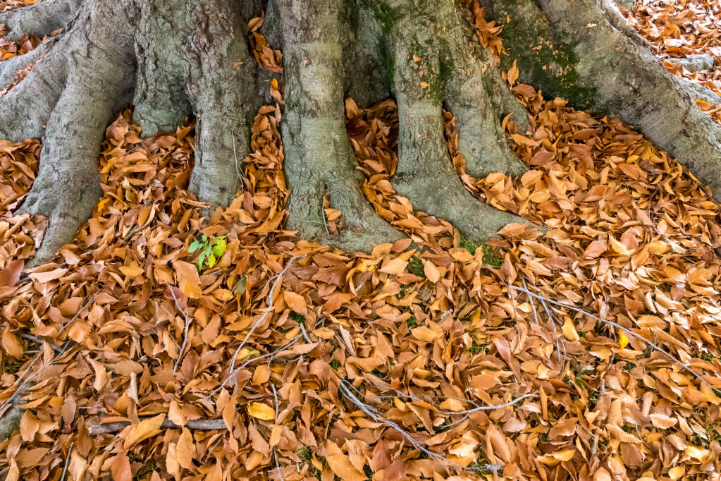 How to Leave the Leaves: Tips from Expert Doug Tallamy
