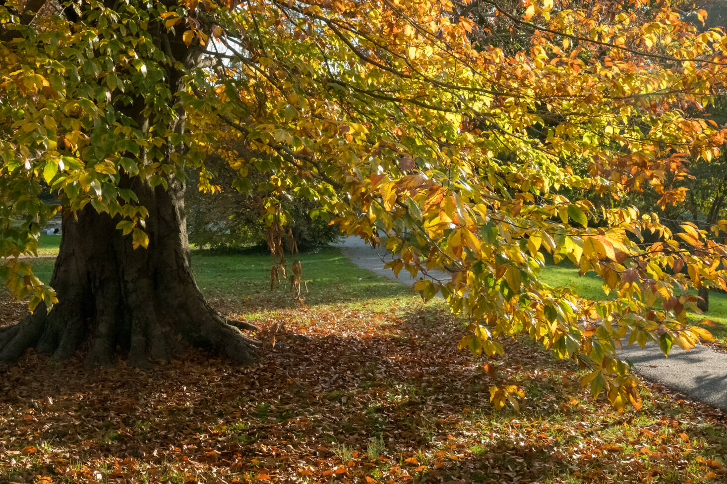 How to Leave the Leaves: Tips from Expert Doug Tallamy