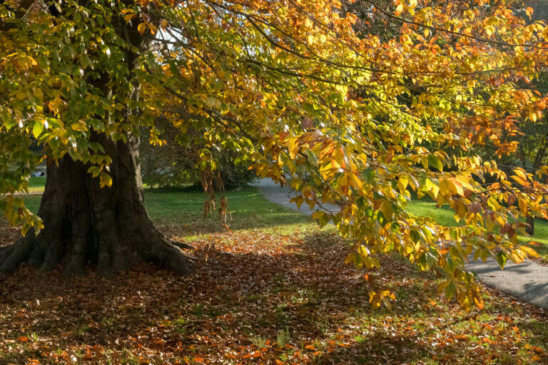 How to Leave the Leaves: Tips from Expert Doug Tallamy