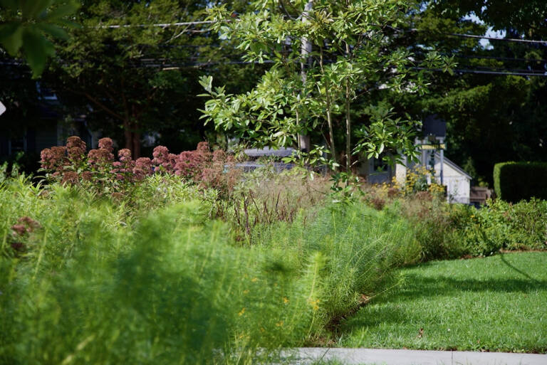 Garden Design to Help Absorb Stormwater and Prevent Flooding