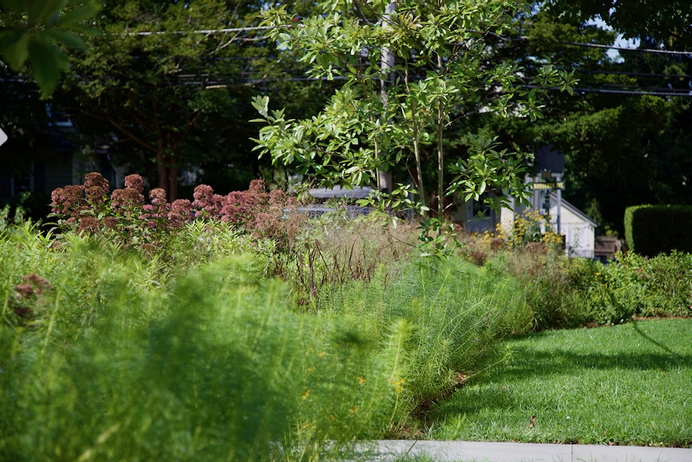 Garden Design to Help Absorb Stormwater and Prevent Flooding