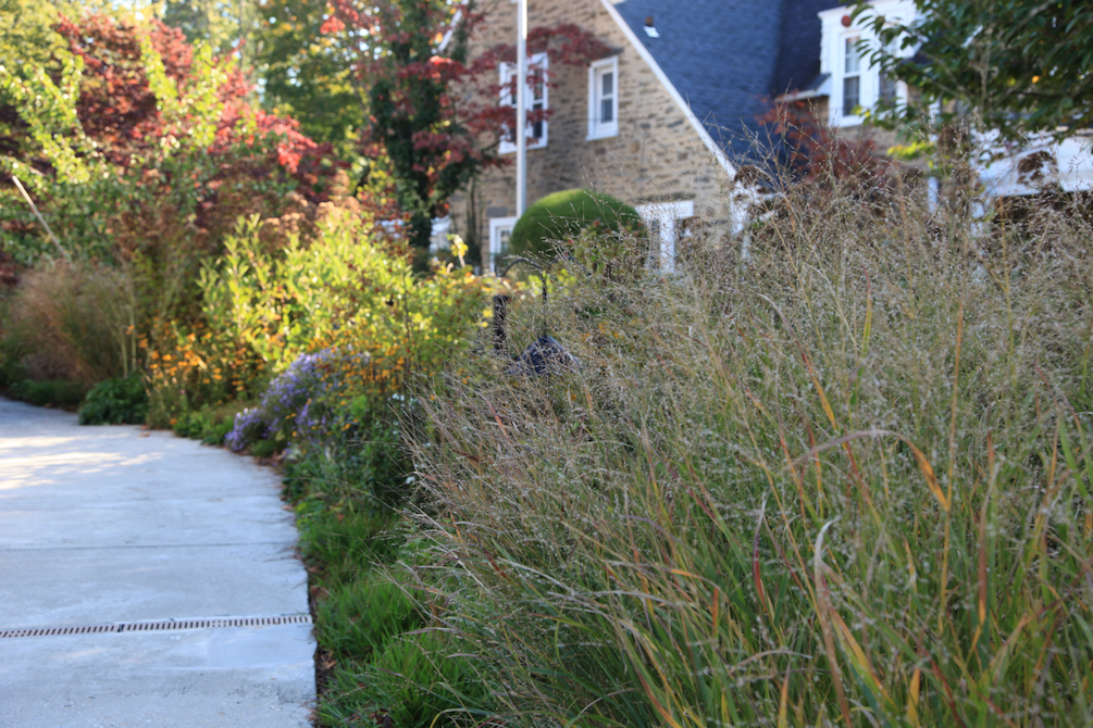 Garden Design to Help Absorb Stormwater and Prevent Flooding