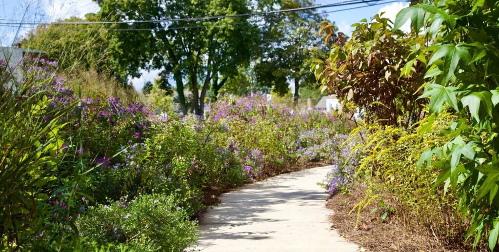 Garden Design to Help Absorb Stormwater and Prevent Flooding