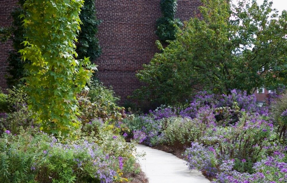 Garden Design to Help Absorb Stormwater and Prevent Flooding