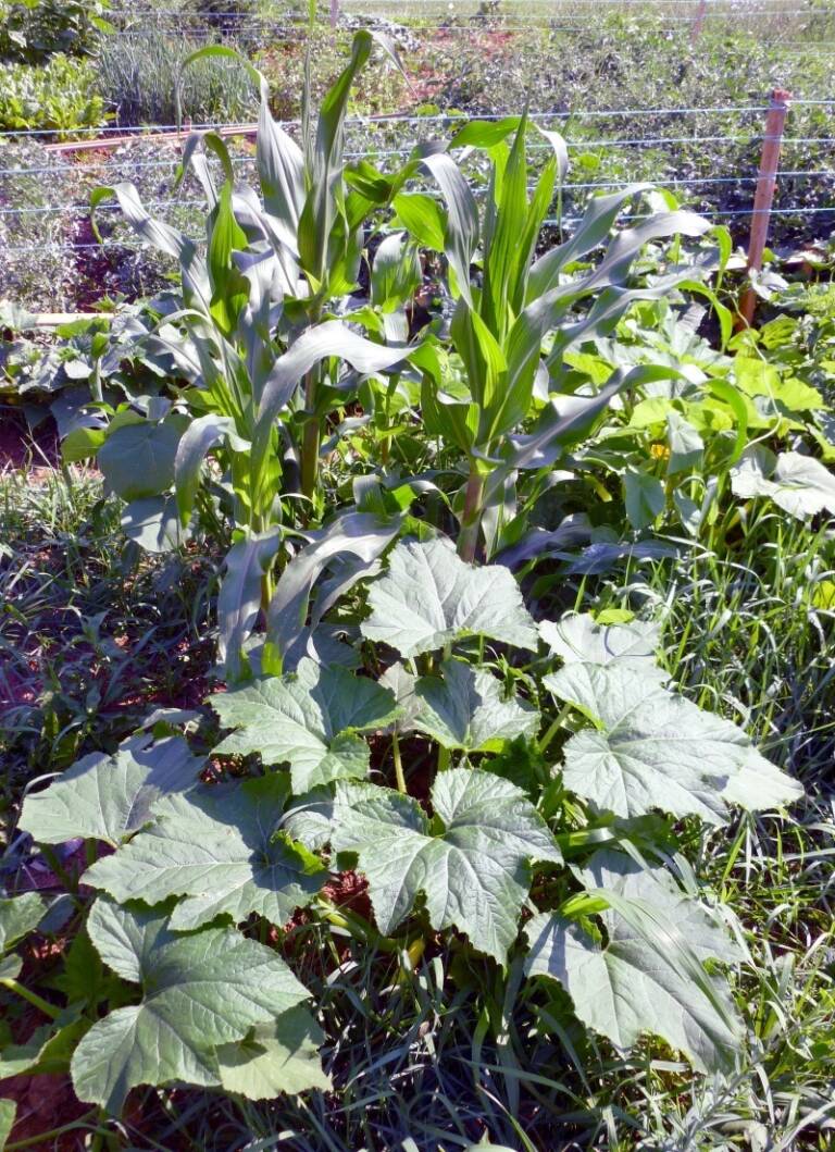 Three Sisters Garden: What Is It and How Does It Work?