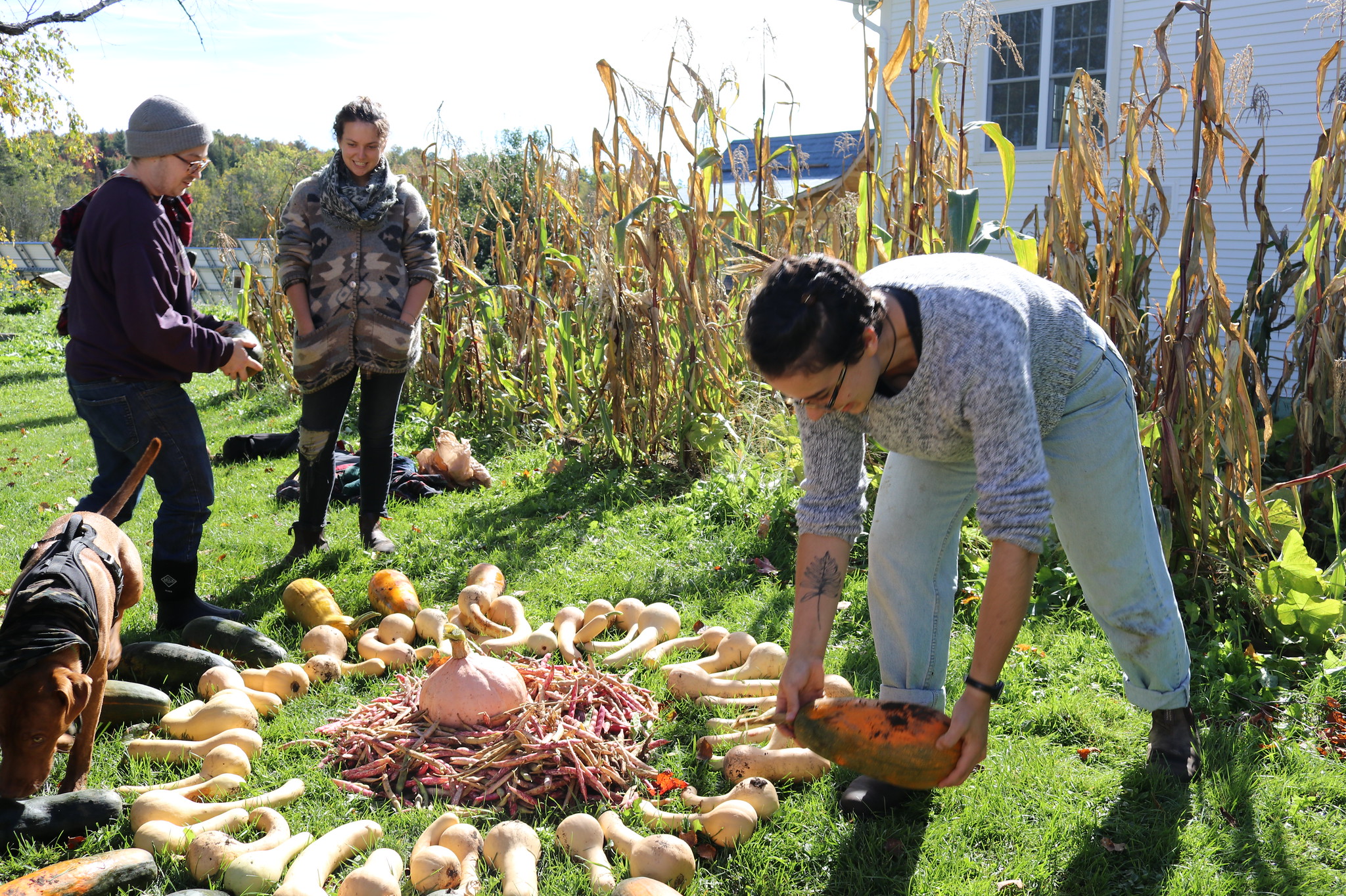 Three Sisters Garden: What Is It and How Does It Work?