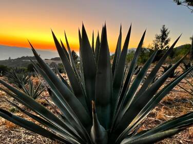 Agave Tequilana: How to Grow Blue Weber Agave