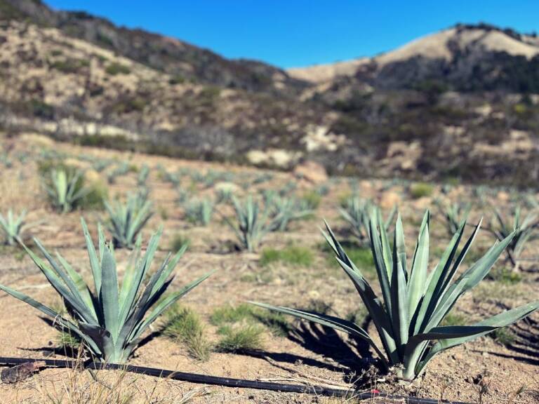 Agave Tequilana: How to Grow Blue Weber Agave
