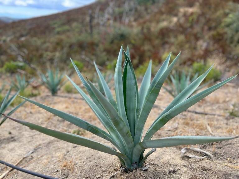 Agave Tequilana: How to Grow Blue Weber Agave