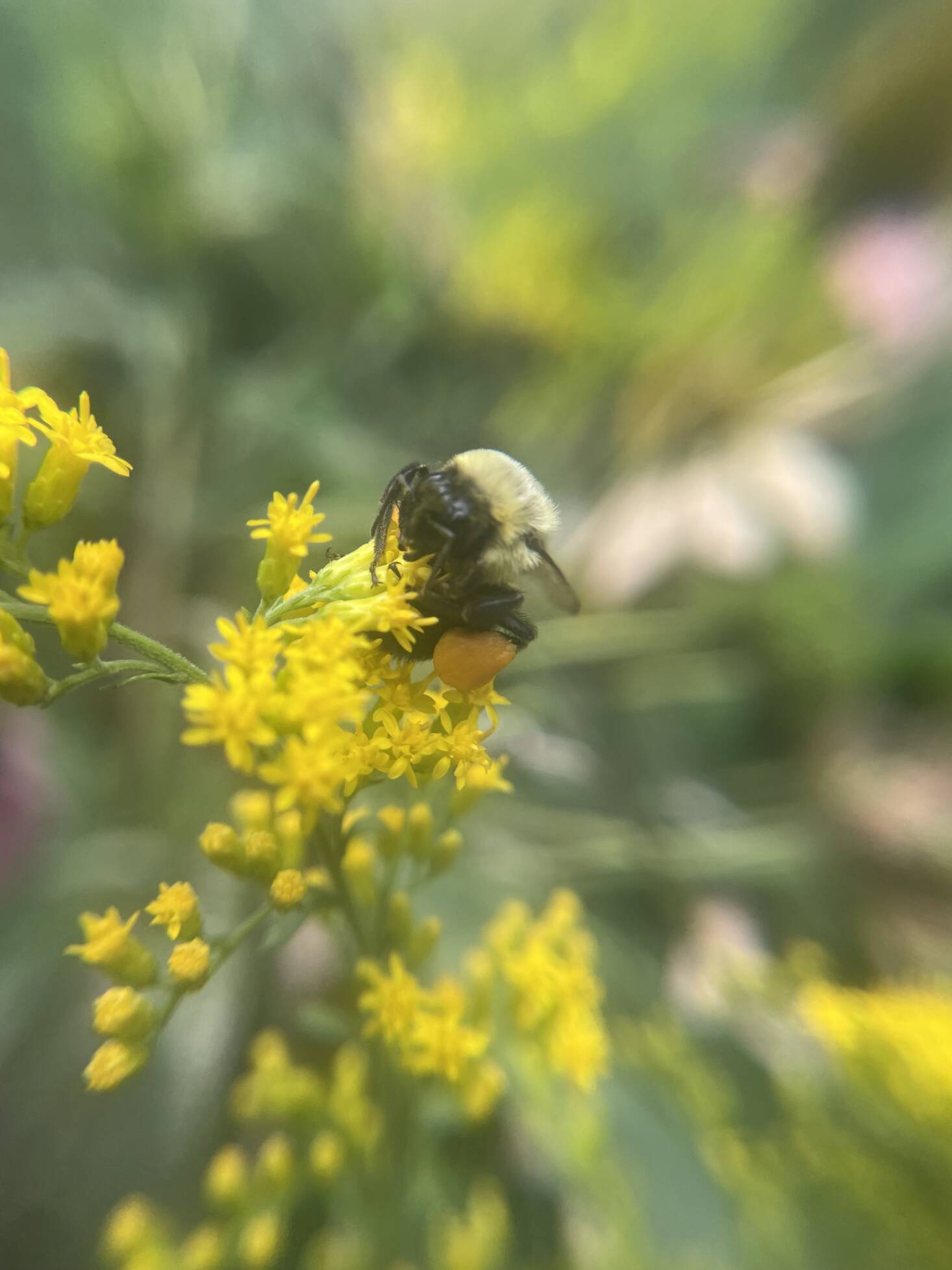 Native Bees: How to Help the At-Risk Pollinators