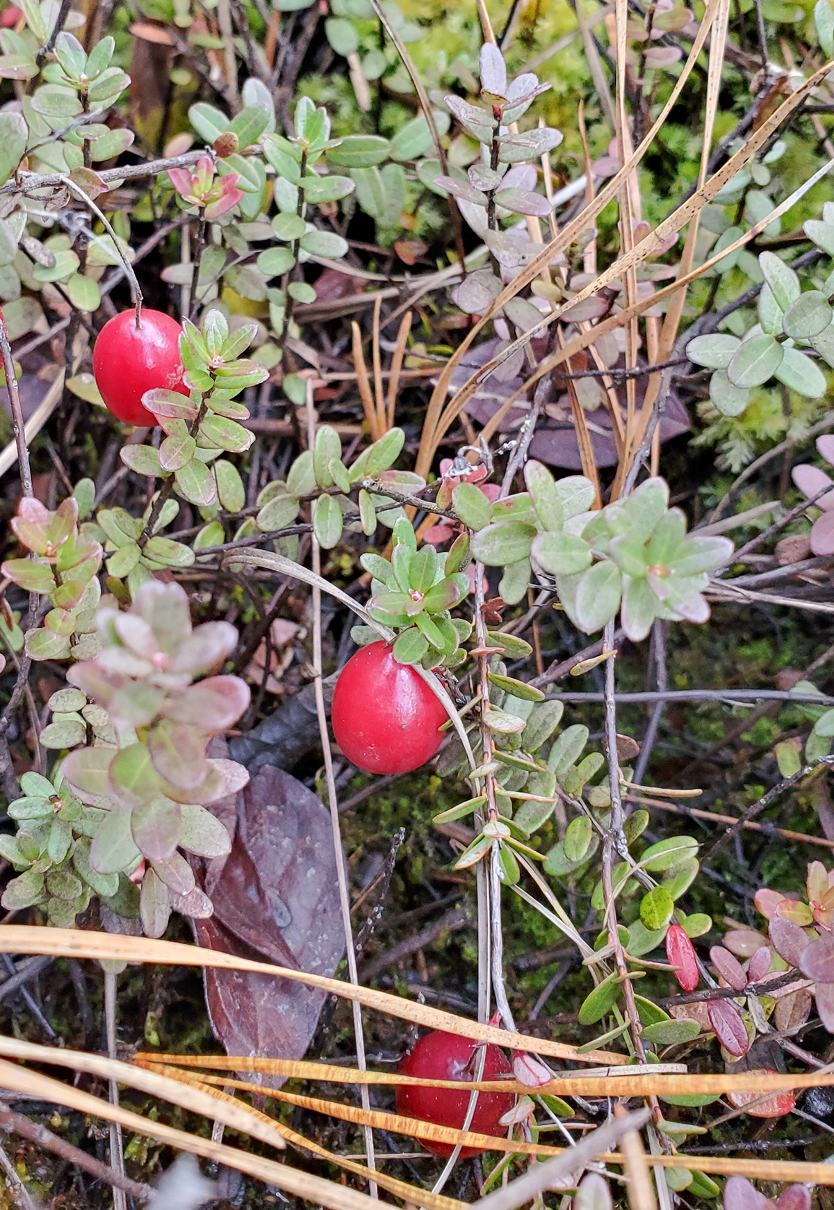 Cranberry Hand Pies: A Recipe for Making the Most of Fresh Cranberries