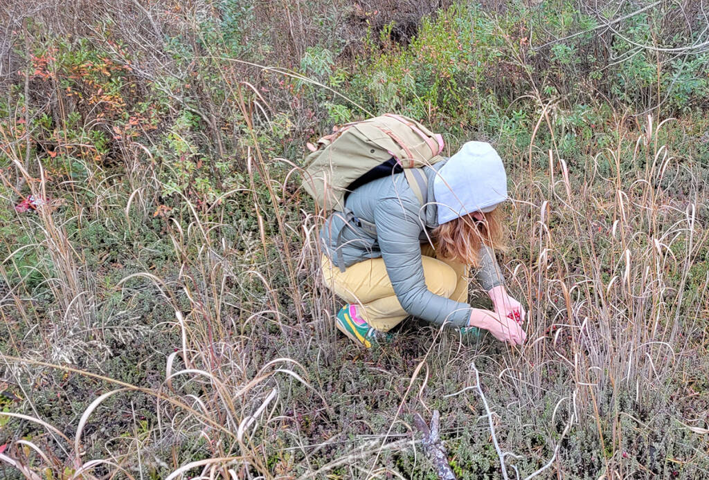 Cranberry Hand Pies: A Recipe for Making the Most of Fresh Cranberries