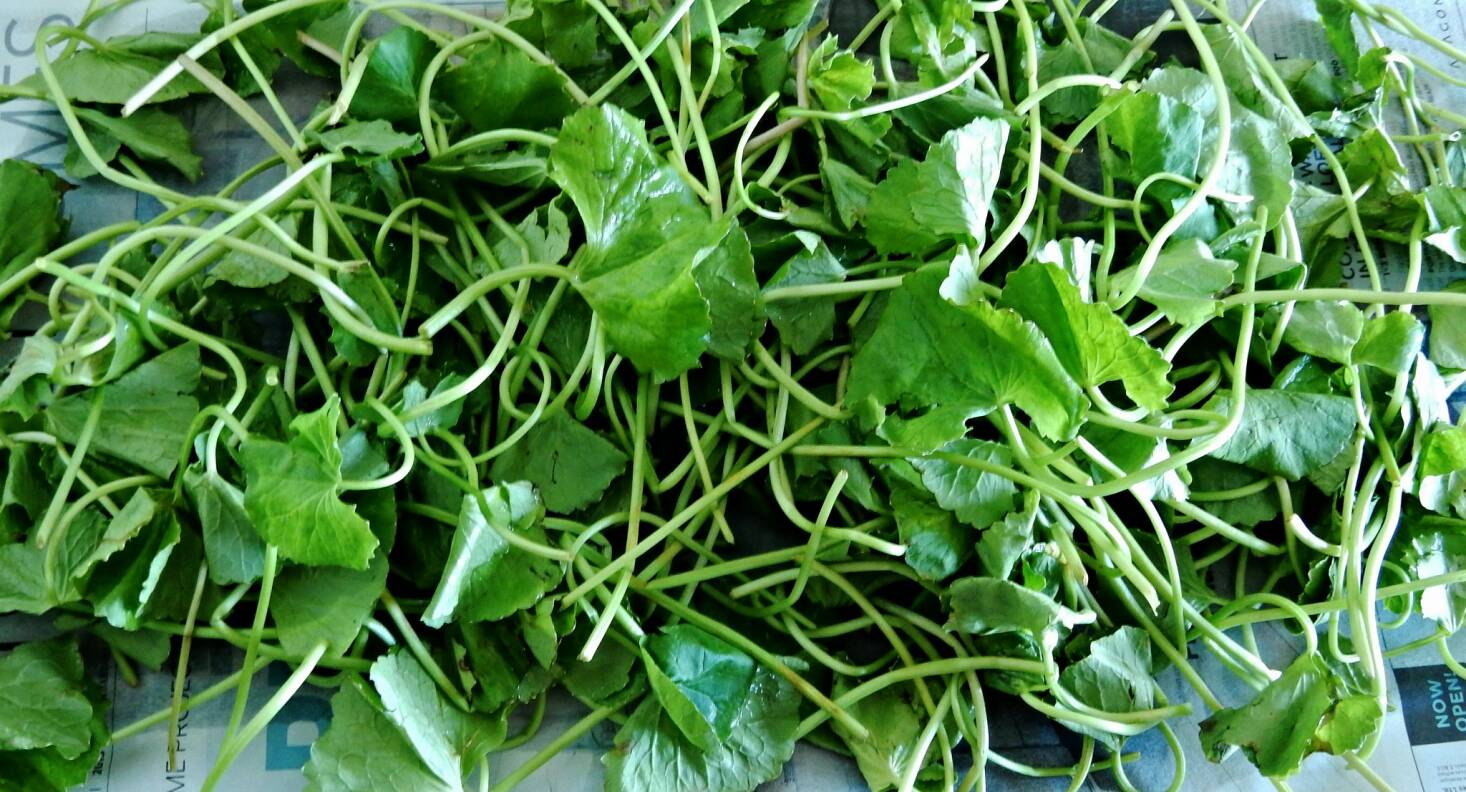 Gotu Kola: How to Grow the Plant, Also Called Indian Pennywort