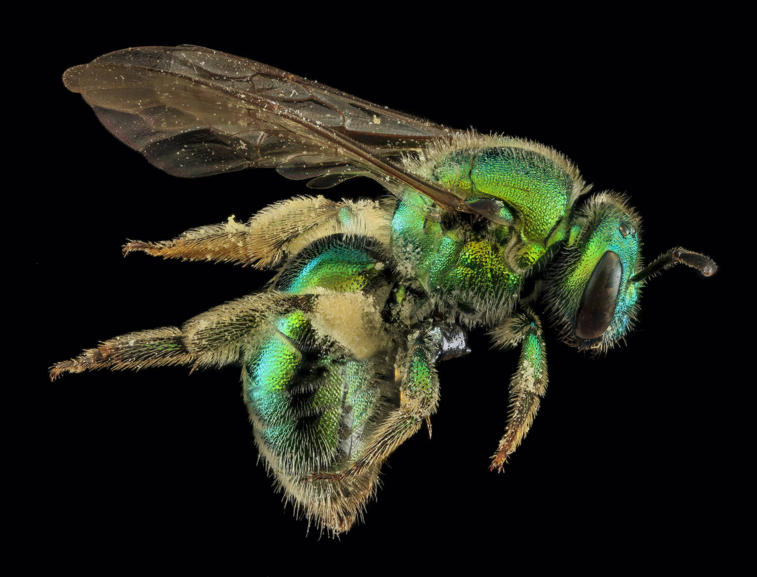 Native Bees: How to Help the At-Risk Pollinators