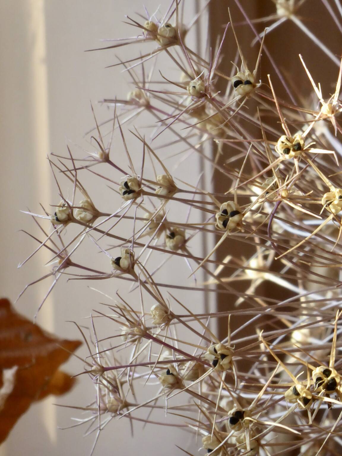 DIY Decorating with Dried Alliums, Your Garden's Readymade Baubles ...