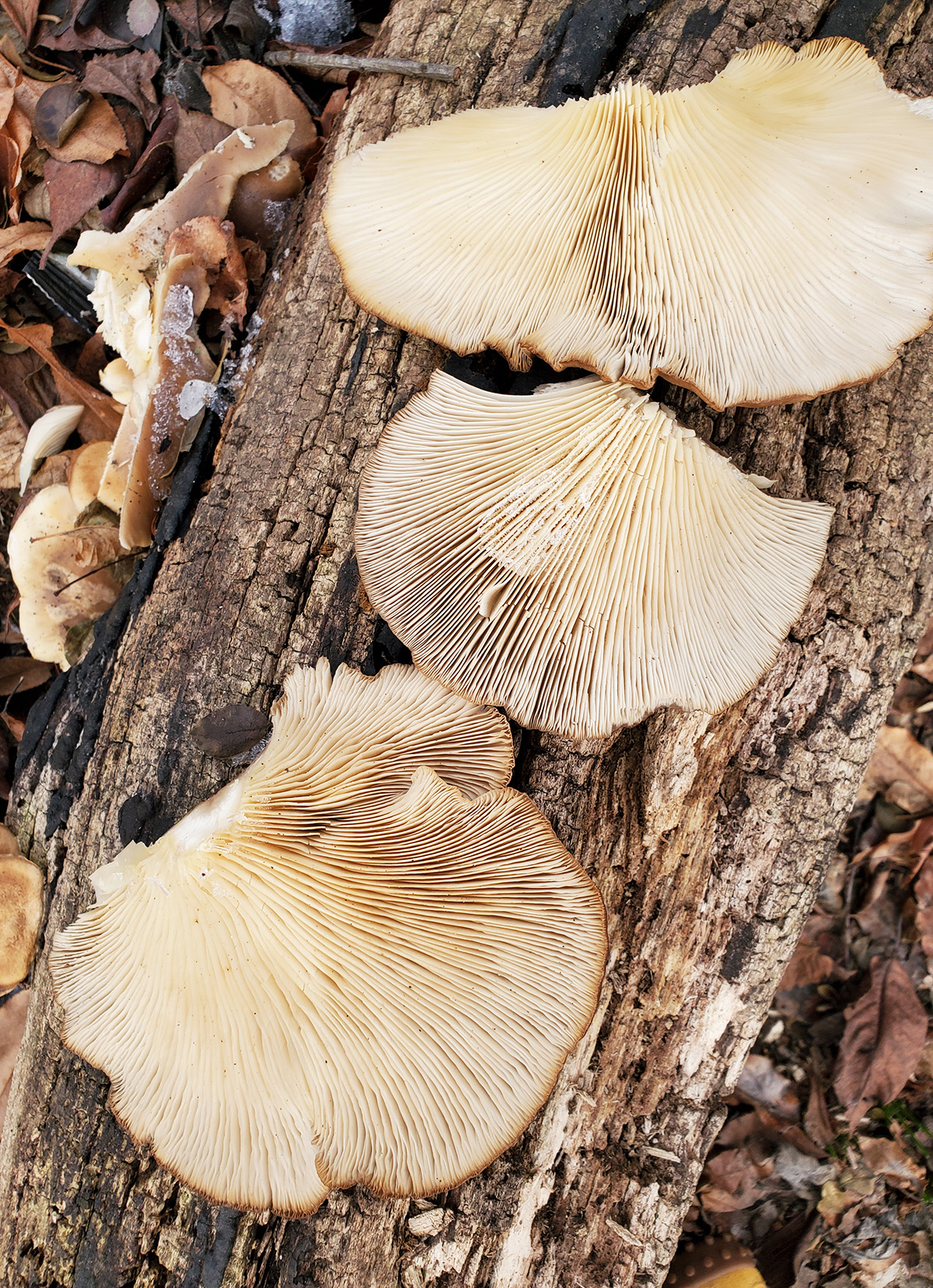 A Forager's Year: Marie Viljoen's Seasonal Retrospective of Edible Finds