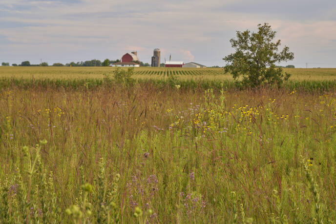 'The Low-Impact Garden' Sneak Peek: Jack Pizzo's Prairie Garden in Illinois