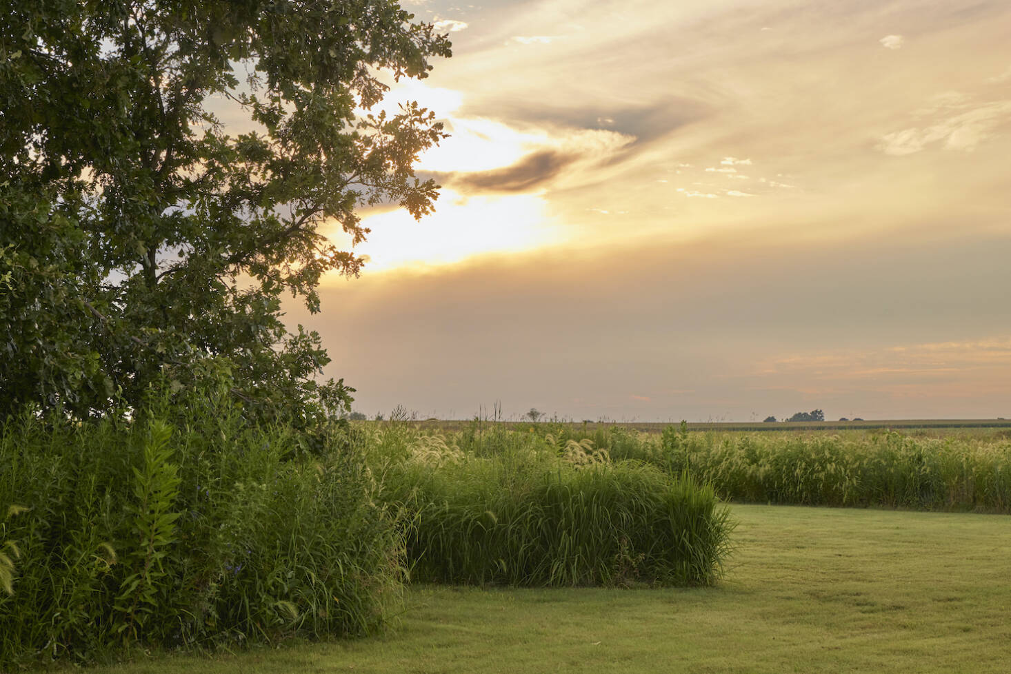 'The Low-Impact Garden' Sneak Peek: Jack Pizzo's Prairie Garden in Illinois