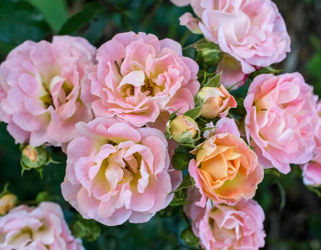 Favorite Peach Fuzz Colored Plants to Add to the Garden