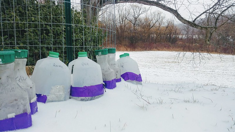 Winter Planting: What to Plant in Your Garden in December