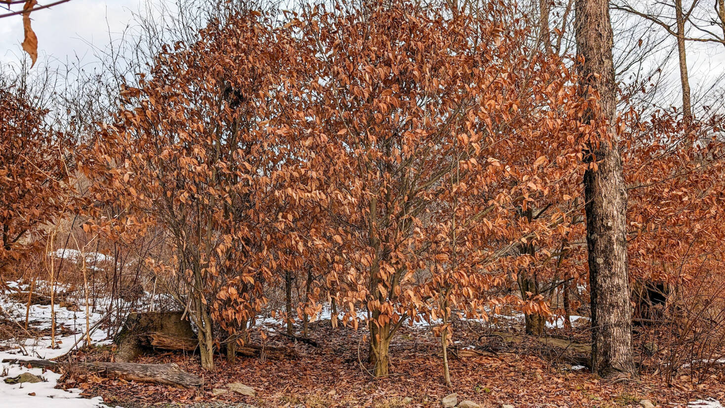Marcescence Definition: Why Do Leaves Stay on Trees in the Winter?