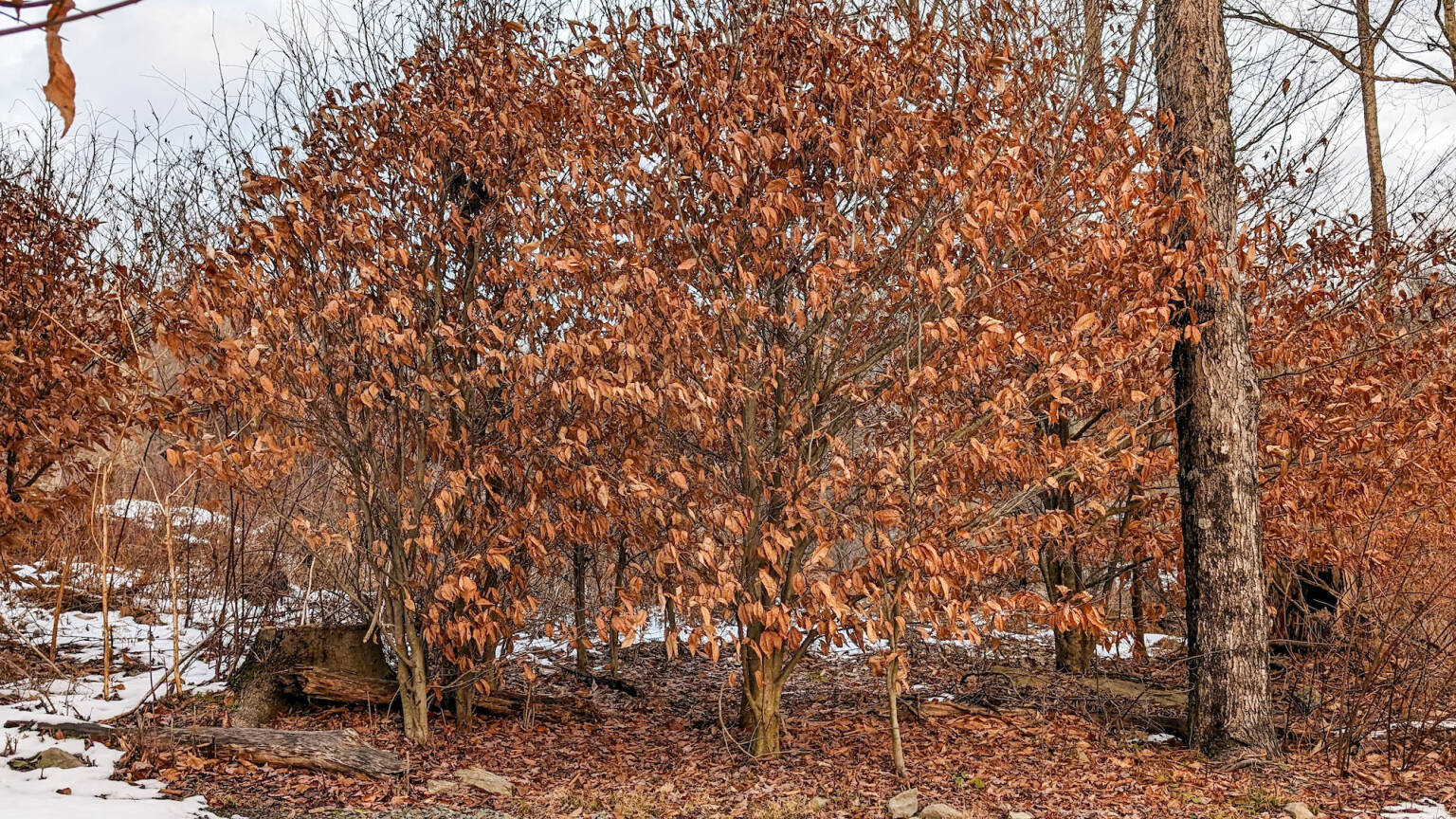 Marcescence Definition: Why Do Leaves Stay on Trees in the Winter?