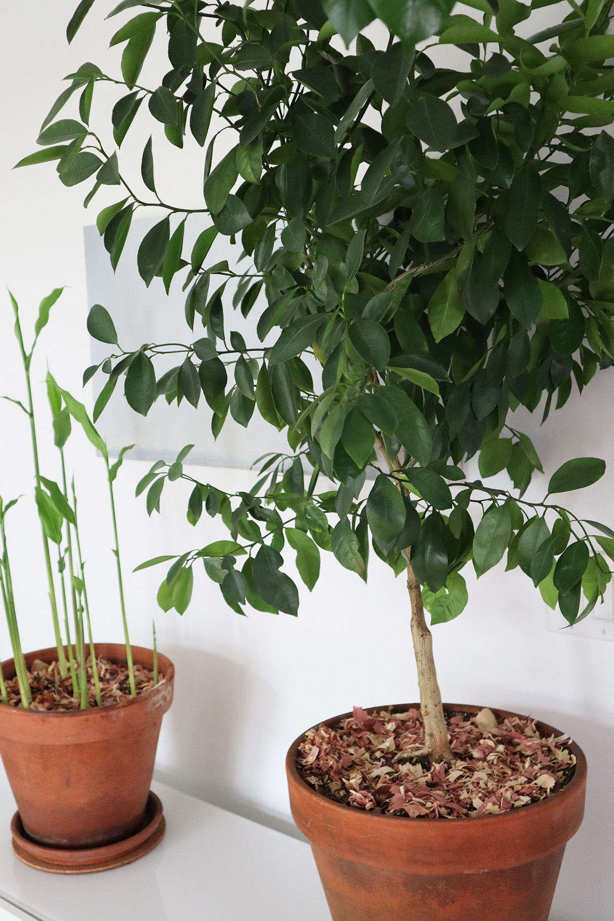 Calamansi: Everything You Need to Know About Calamondin Citrus Fruit