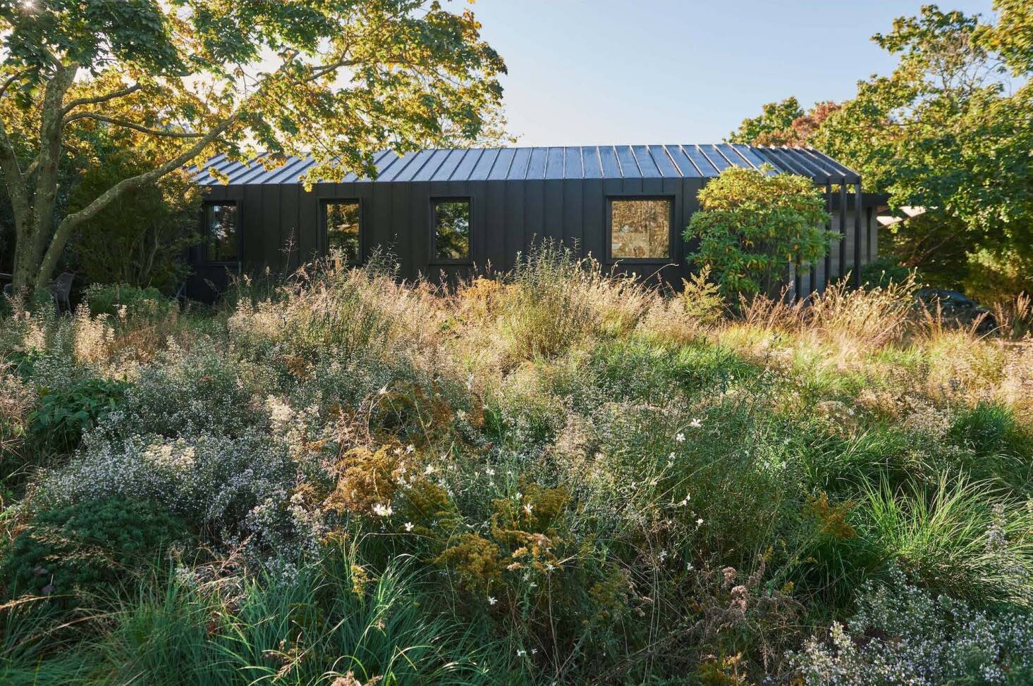 A Meadow Front Yard for Martin Architects by deMauro + deMauro