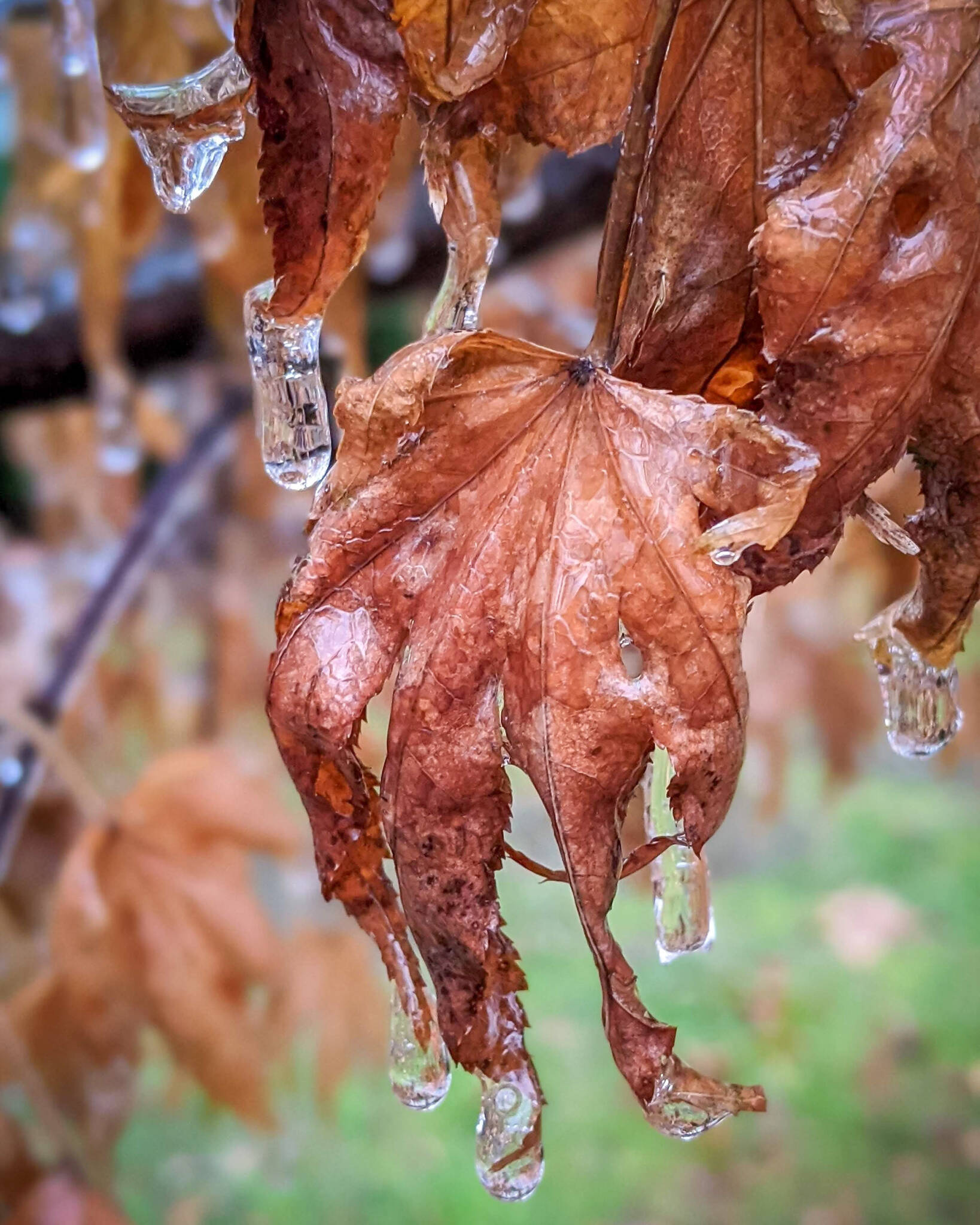 Marcescence Definition: Why Do Leaves Stay on Trees in the Winter?