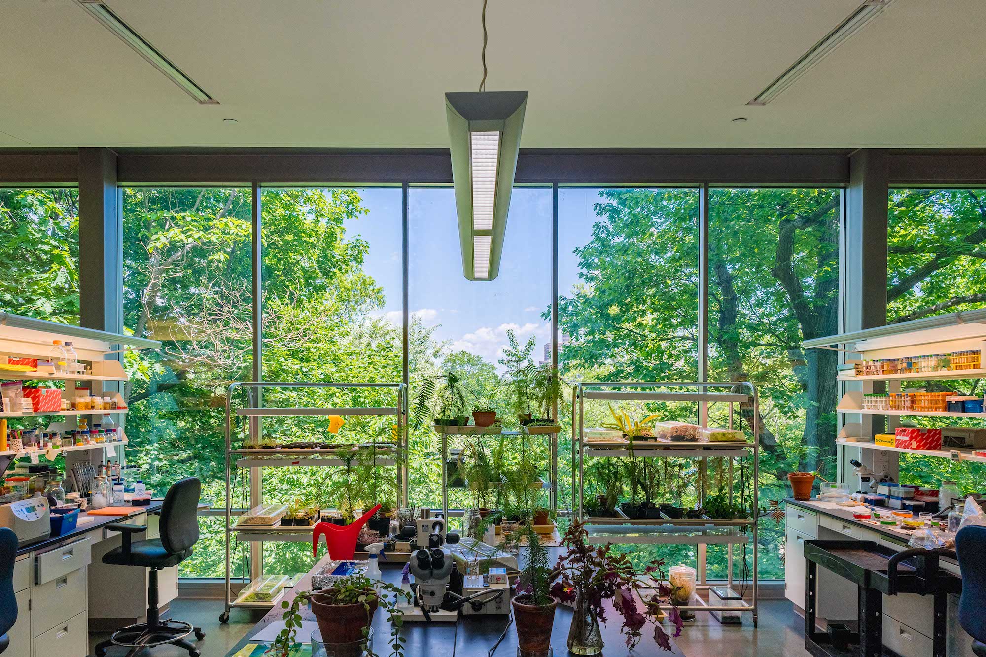 NYBG's Plant Studio: Online Classes for Beginner Gardeners at the New ...