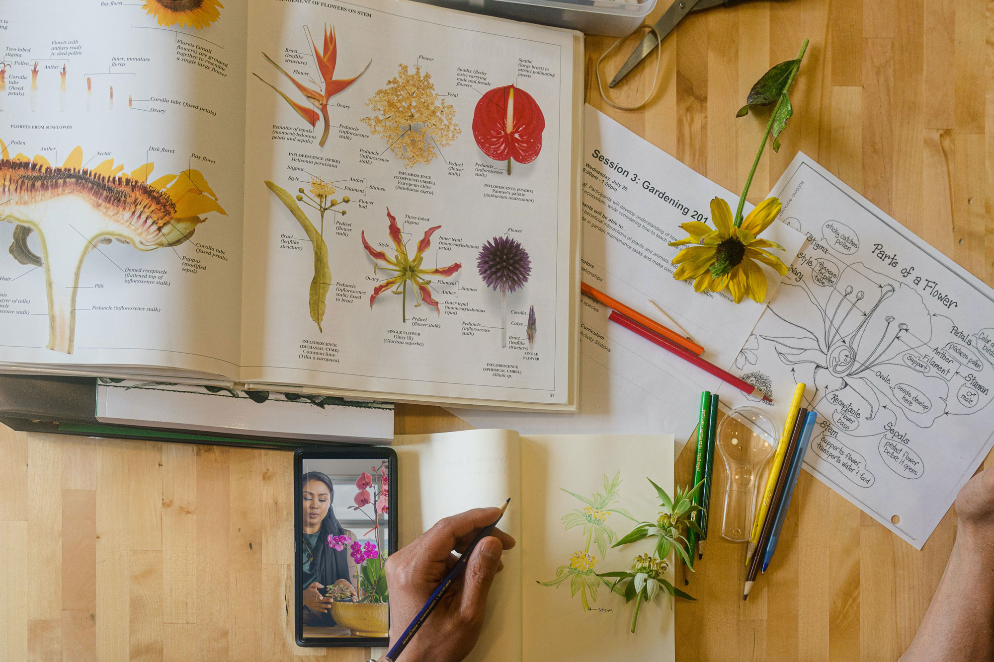 NYBG's Plant Studio: Online Classes for Beginner Gardeners at the New ...