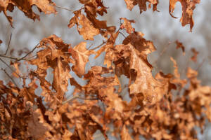 Marcescence Definition: Why Do Leaves Stay on Trees in the Winter?