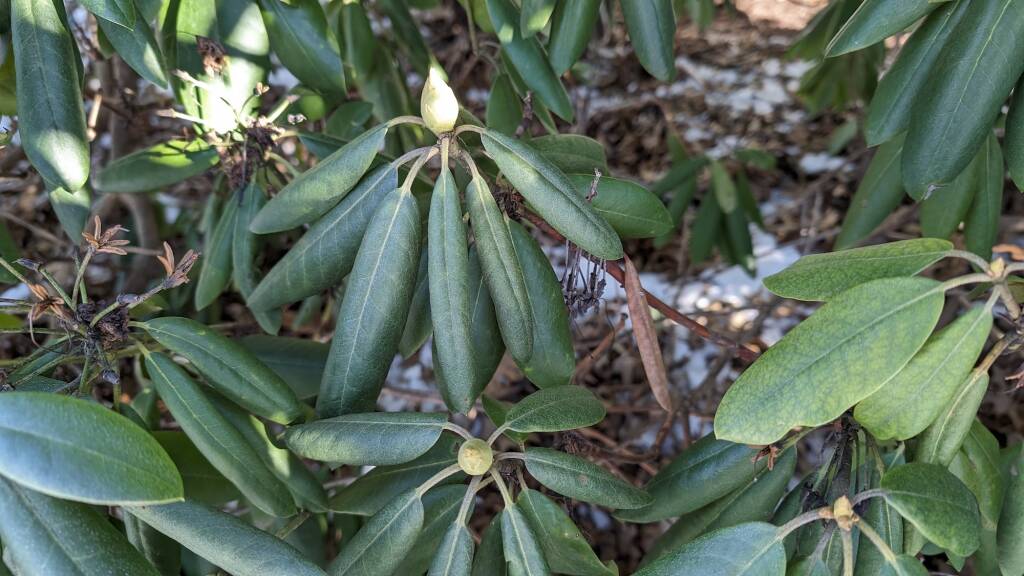 Thermonasty: Why Rhododendrons' Leaves Curl in the Winter