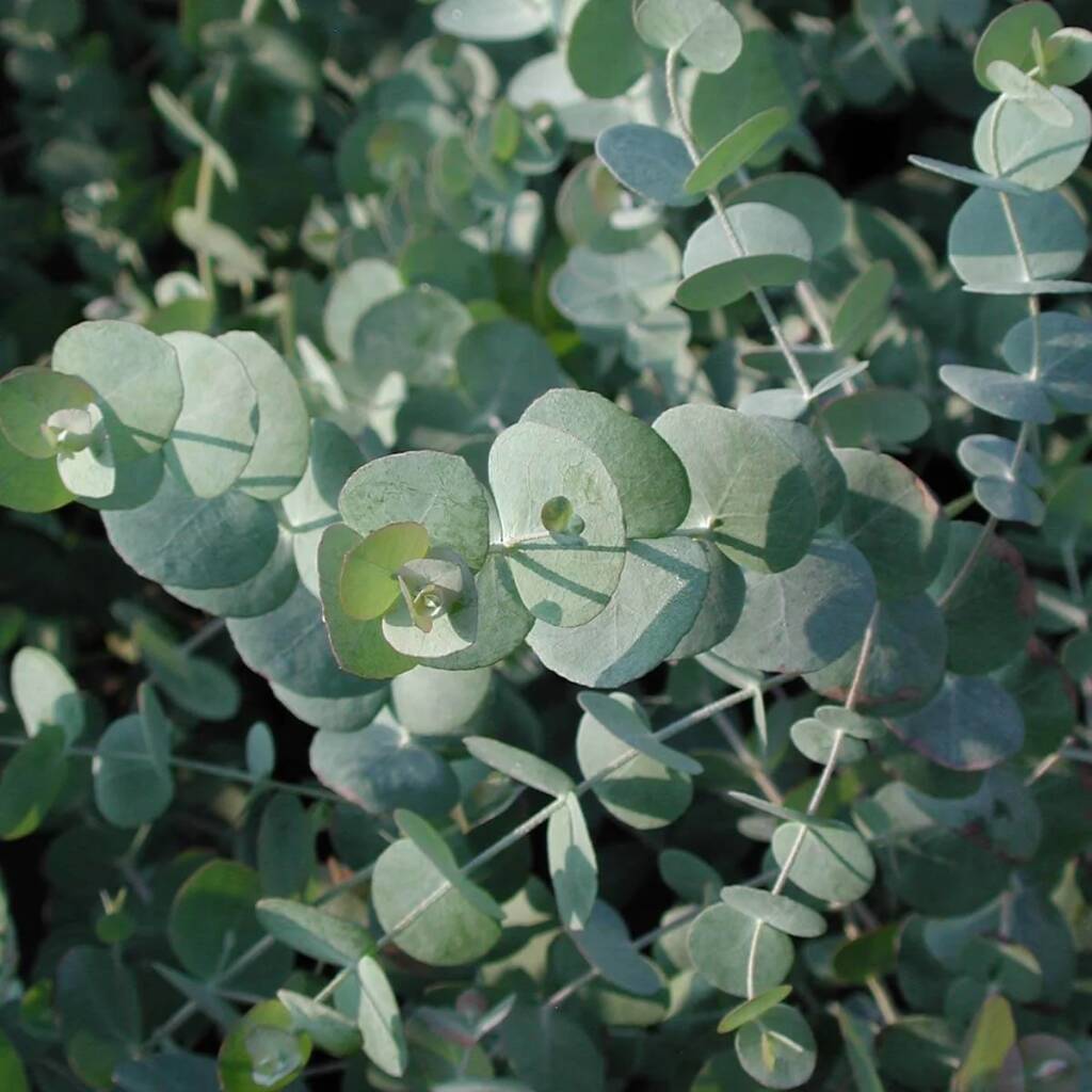 Silver Dollar Tree: Everything You Need to Know About Eucalyptus Cinerea
