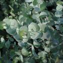 Silver Dollar Tree: Everything You Need to Know About Eucalyptus Cinerea