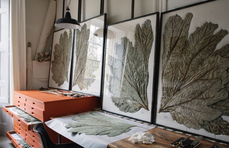 Pressed Gunnera Leaves: Tom Berington's House of Herbaria Art