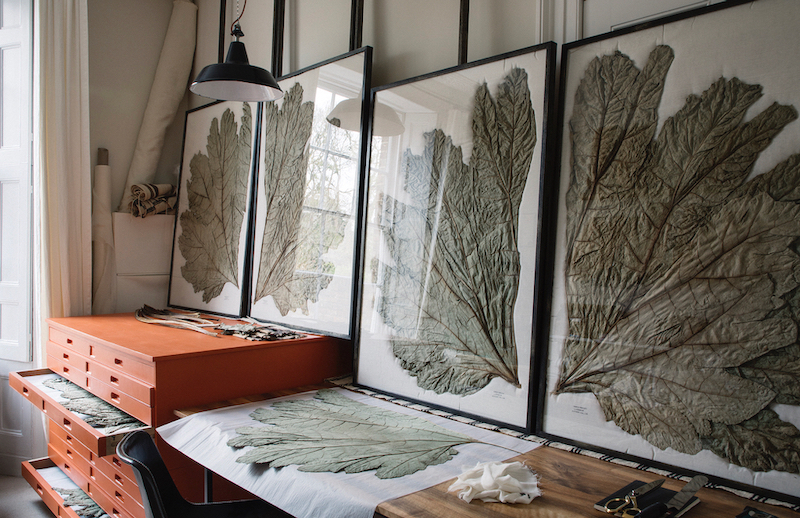 Pressed Gunnera Leaves: Tom Berington's House of Herbaria Art