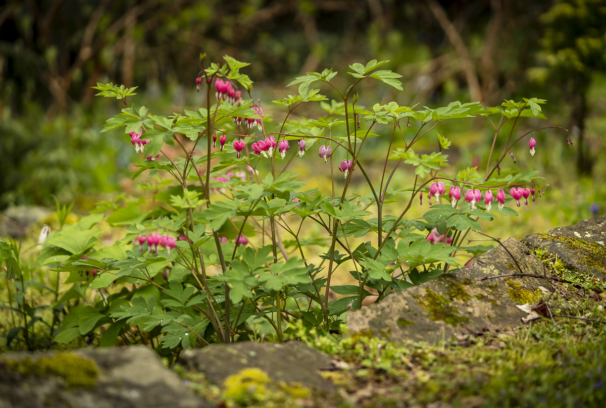 Sandy Mush Herb Nursery in the Blue Ridge Mountains of NC