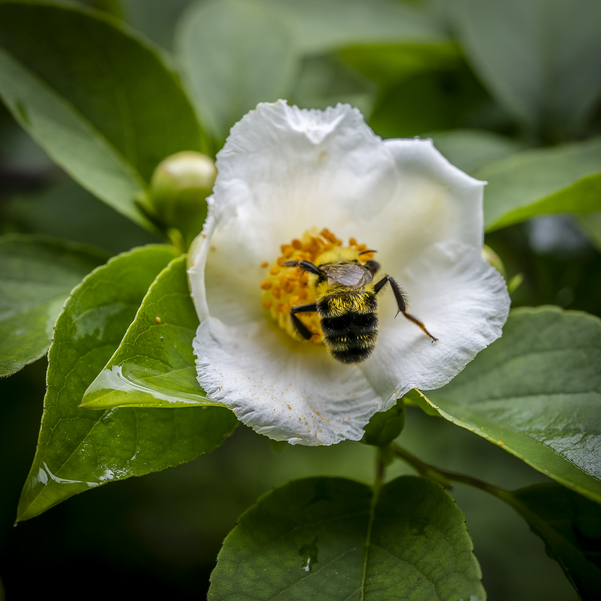 Sandy Mush Herb Nursery in the Blue Ridge Mountains of NC
