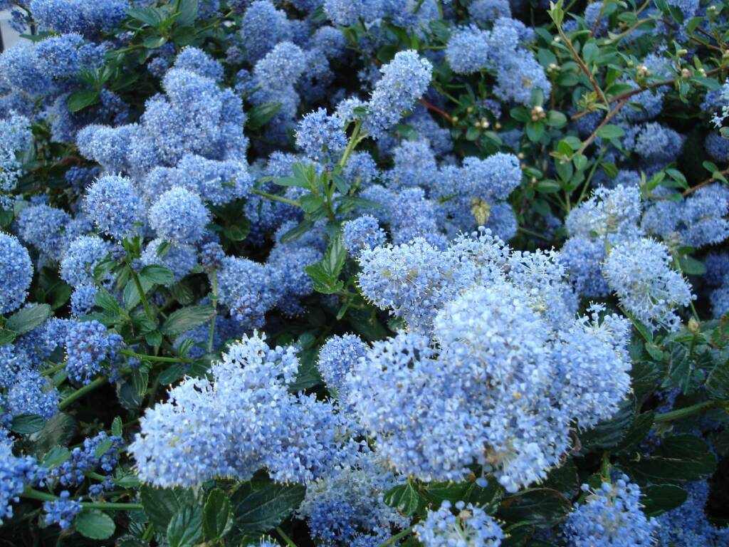 Ceanothus: A Guide to Growing California Lilacs