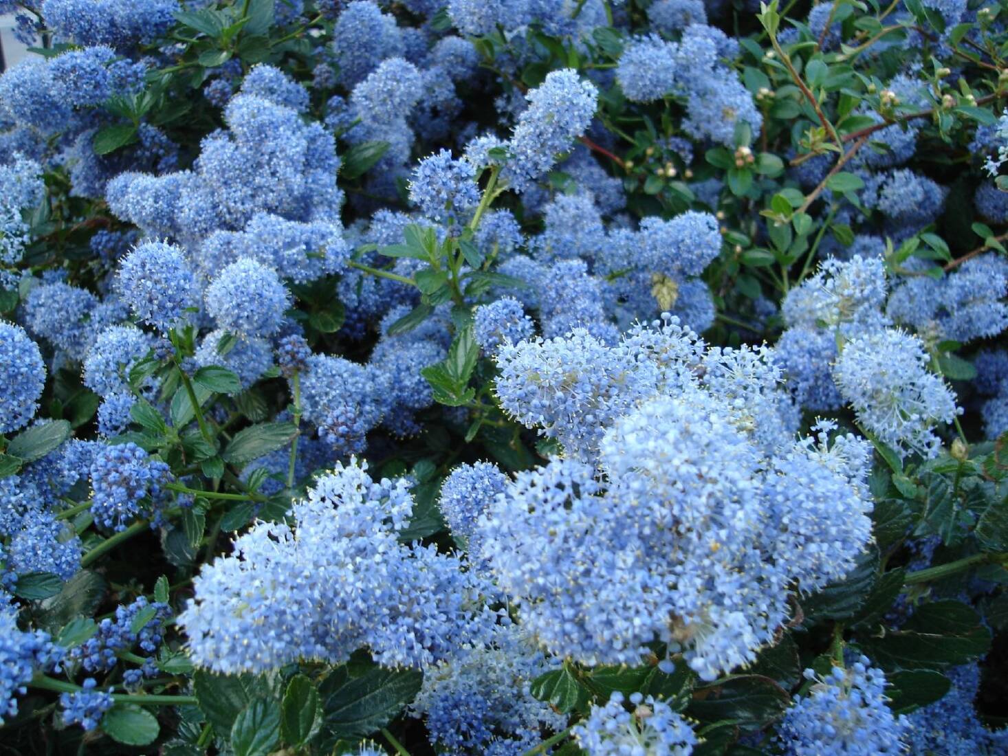 Ceanothus: A Guide to Growing California Lilacs